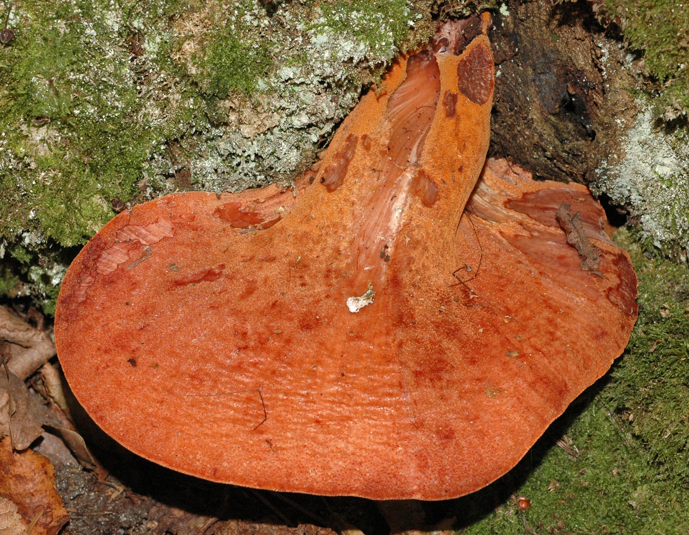 Fungus Gallery Fistulina NIKB2319